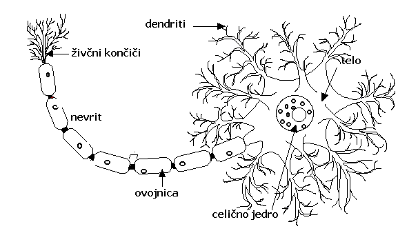 Zgradba živčne celice